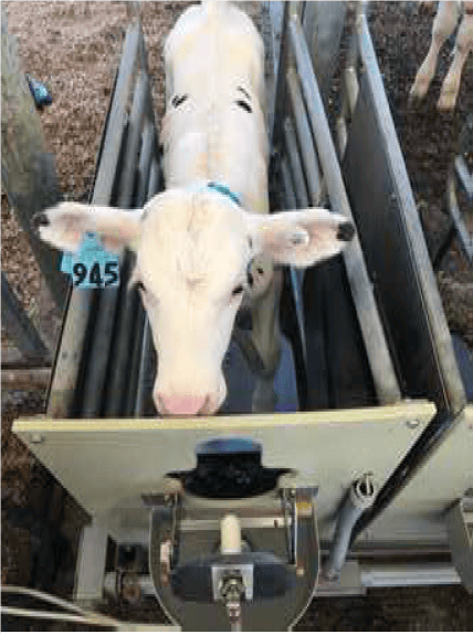 Smart Calf Rearing Conference 2023 | part 2 - CalfBlog