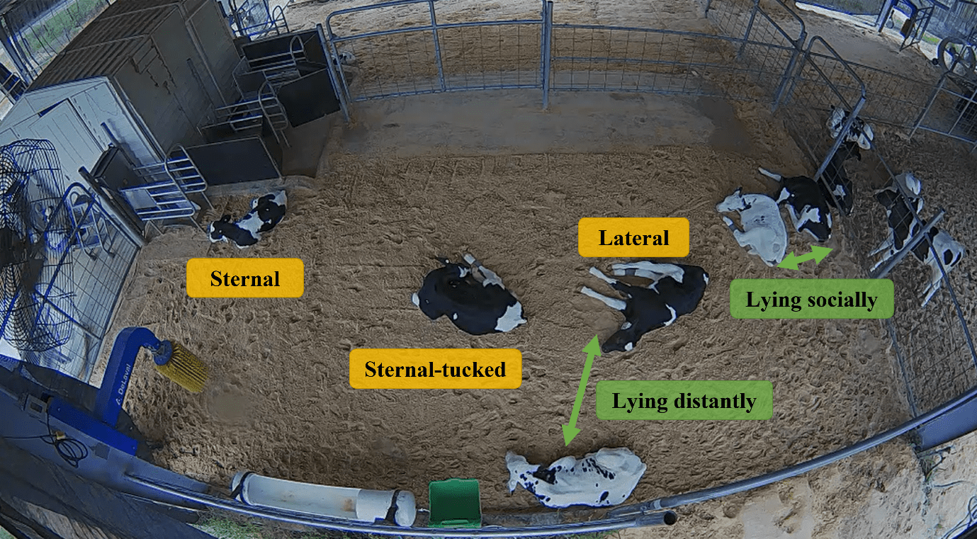 CALVES FEELING THE HEAT? - CalfBlog