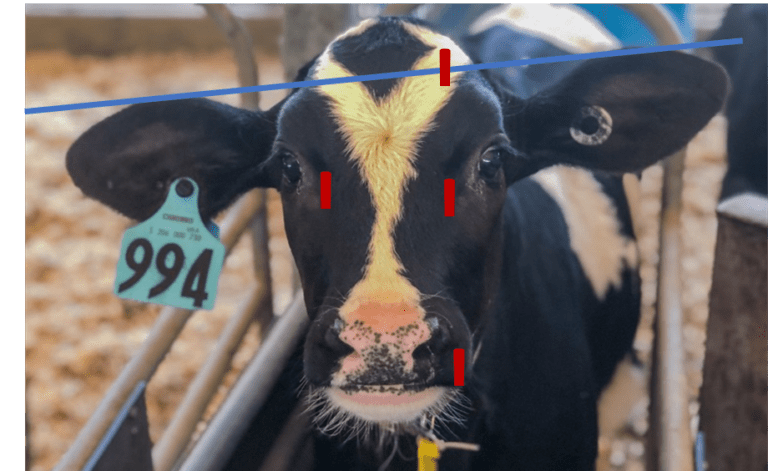 Use your automated calf feeder to better manage calf health - CalfBlog